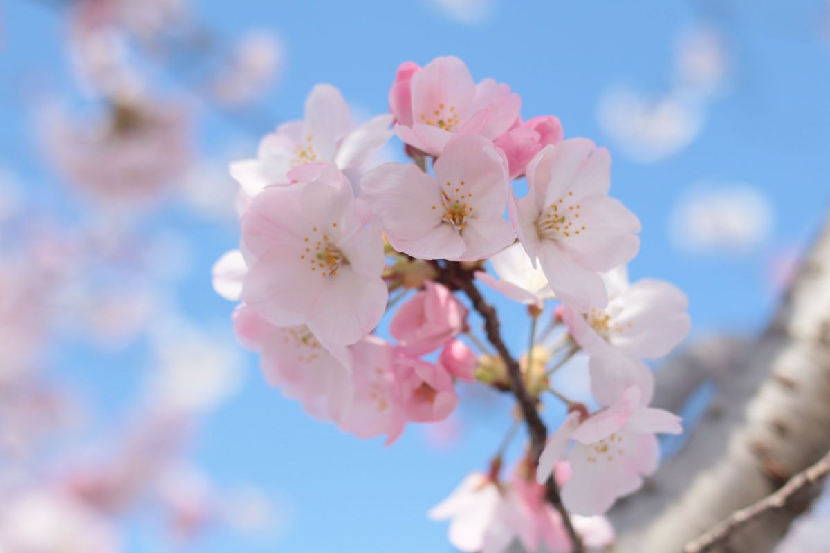 桜-2023-08 | GANREF