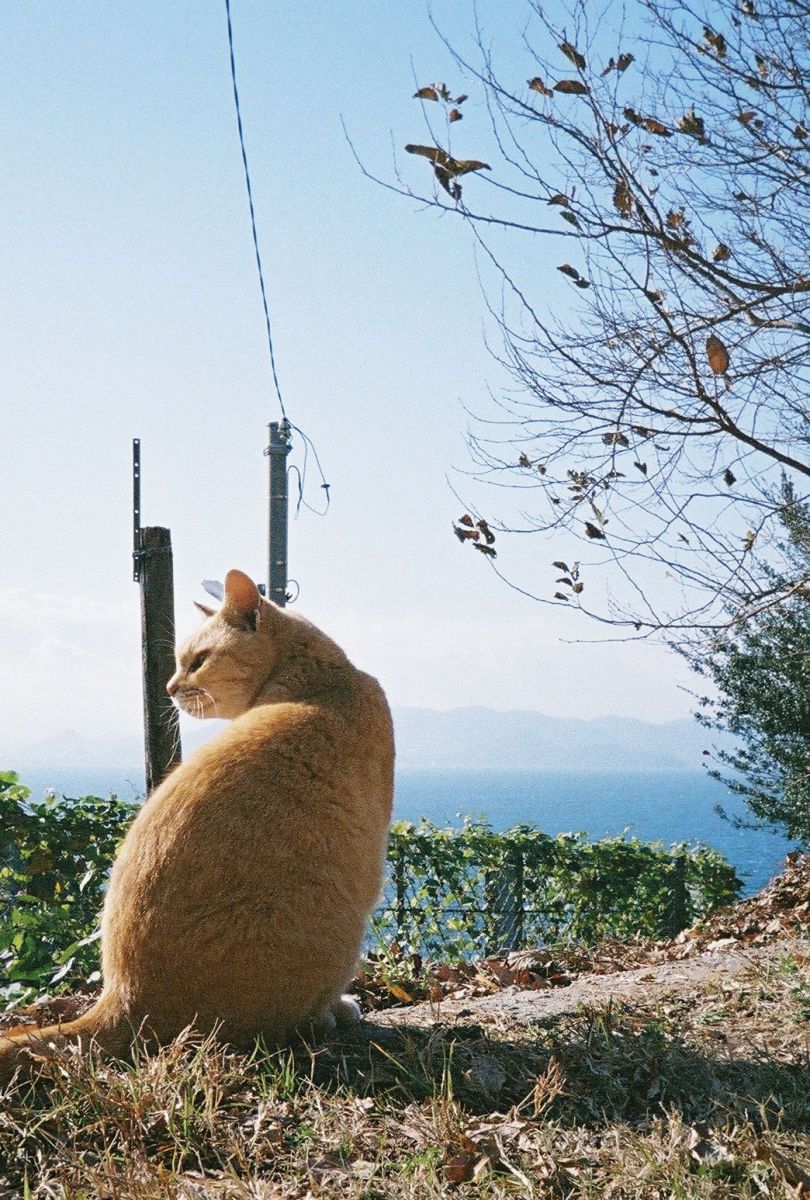 It's Time for Film | GANREF