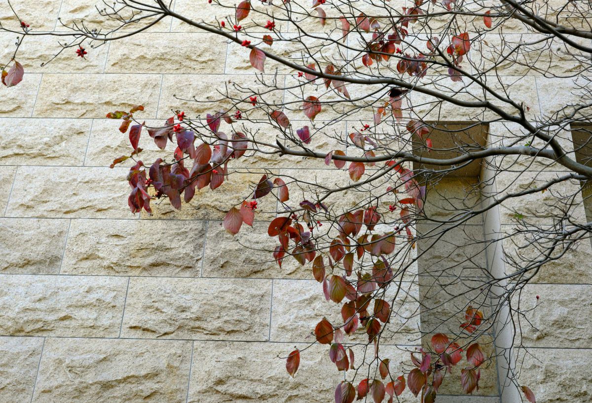 wall and leaves | GANREF