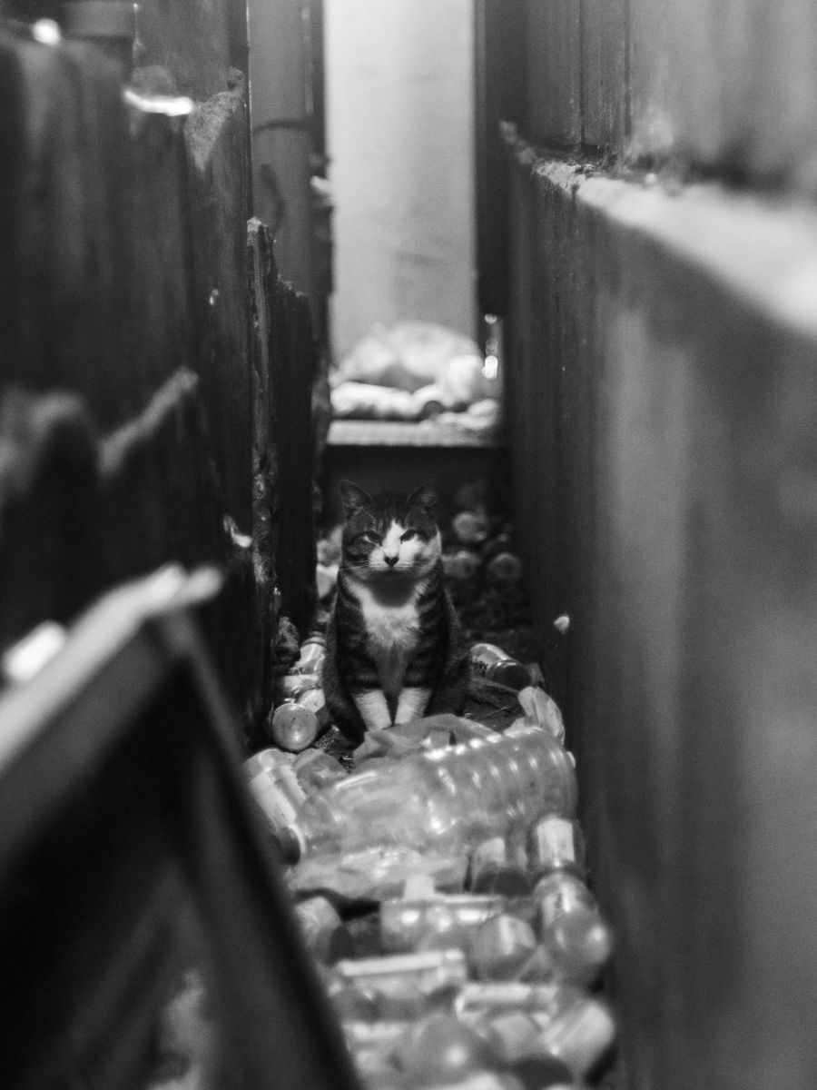 Dead end,Dead line. | GANREF