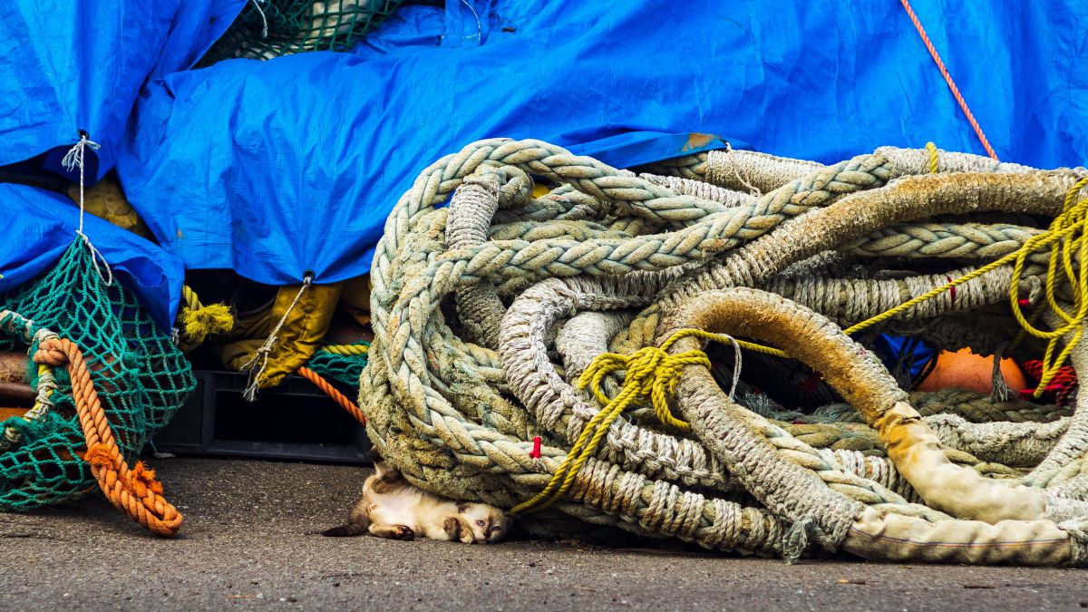 learn the ropes. | GANREF