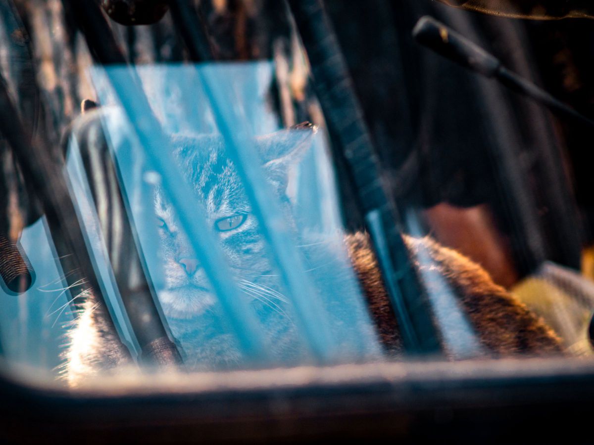 蒼き頬。 | GANREF