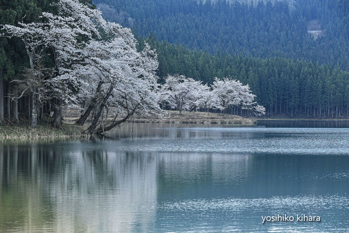今年の中子 | GANREF