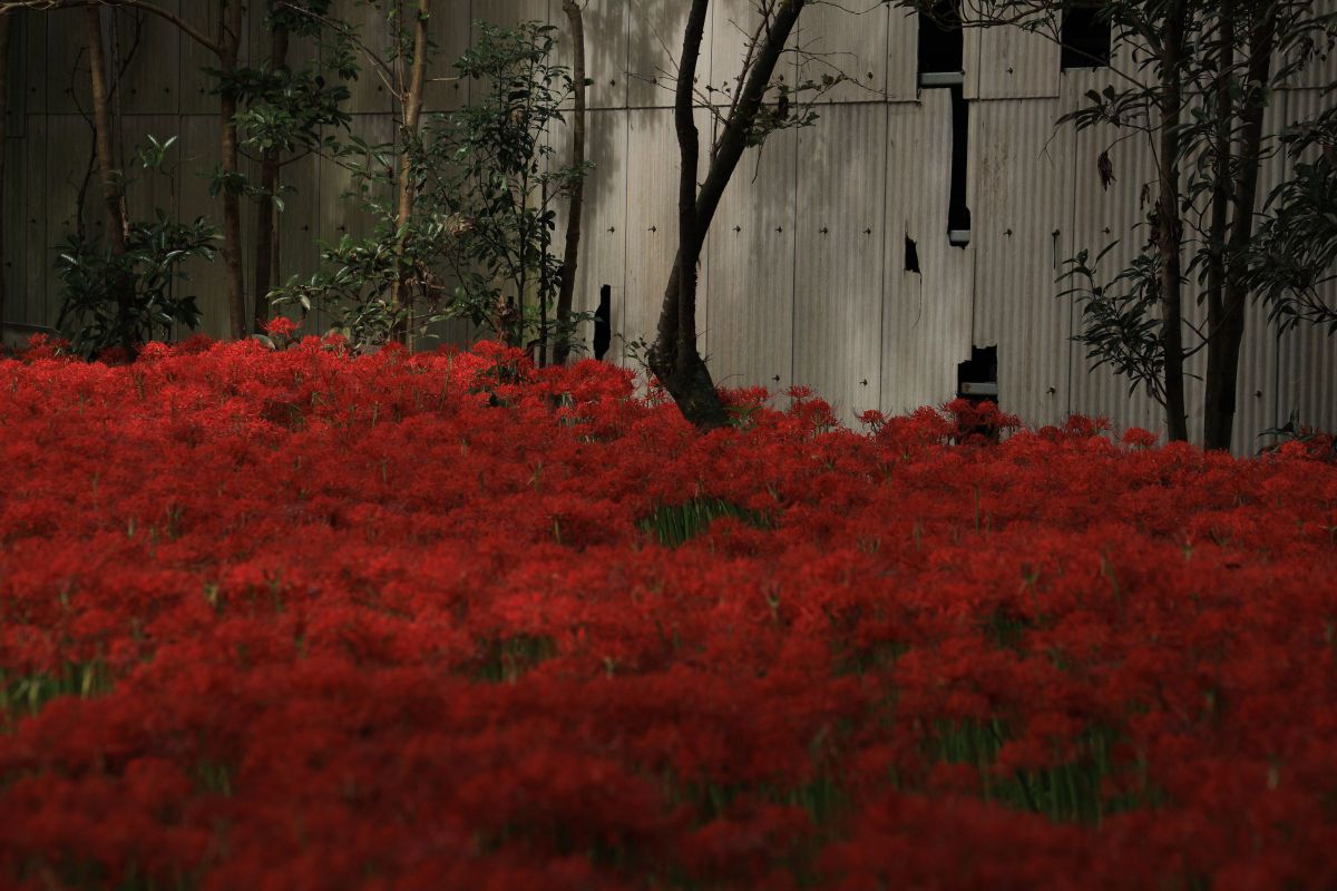 Red Breath MAX | GANREF