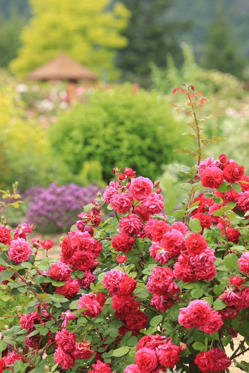 Red Rose Garden | GANREF