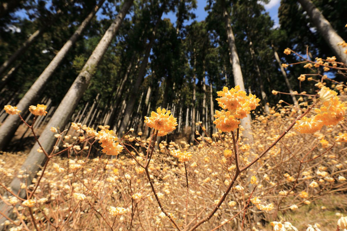 Yellow Avalanche | GANREF