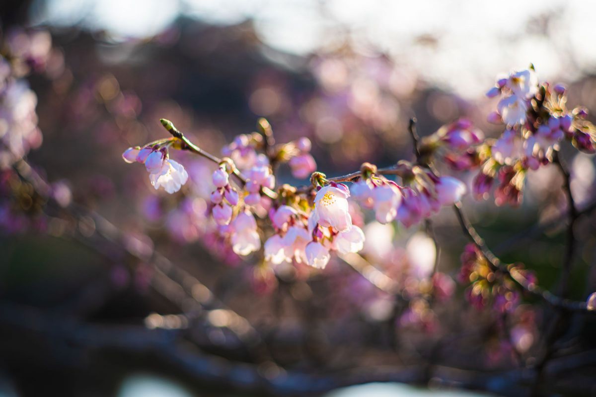 夕暮れに輝く | GANREF