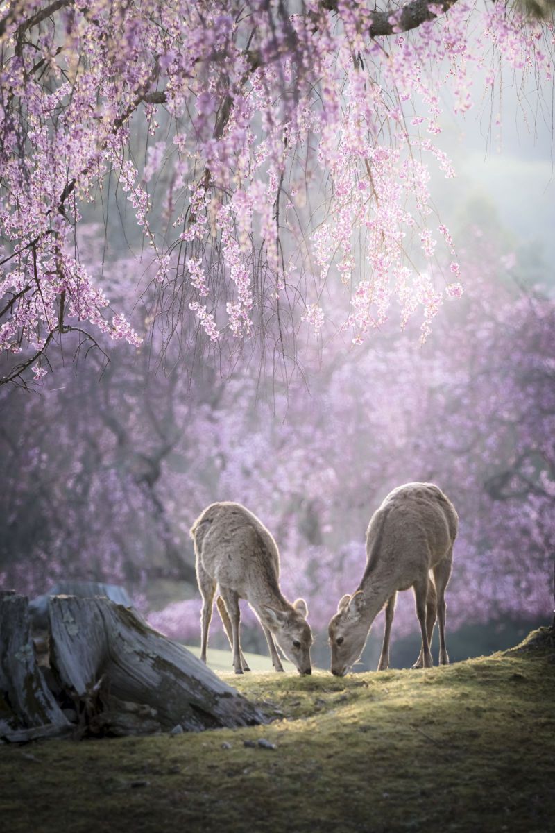 おかっぱの下で | GANREF