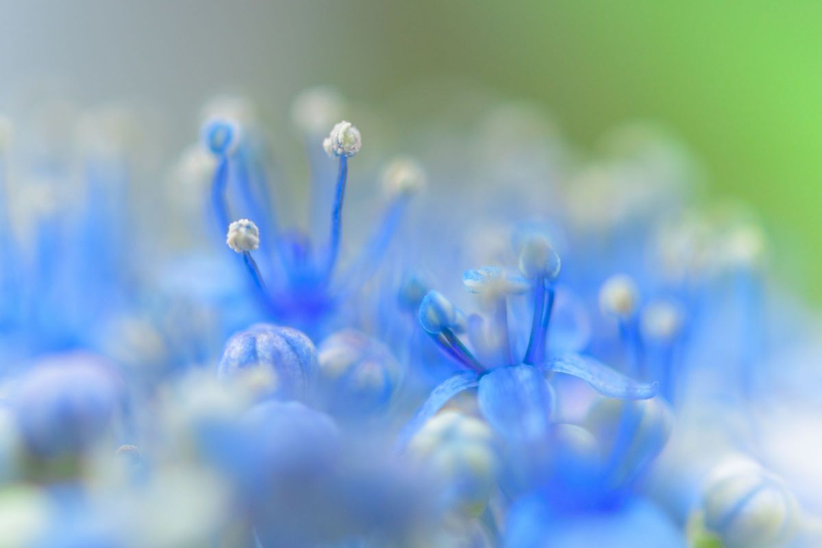 もうすぐ私の季節です(o^^o) | GANREF