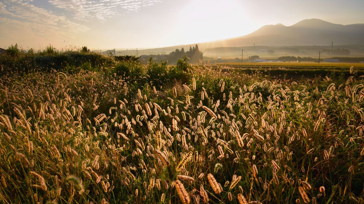 DSC_8113.jpeg | GANREF