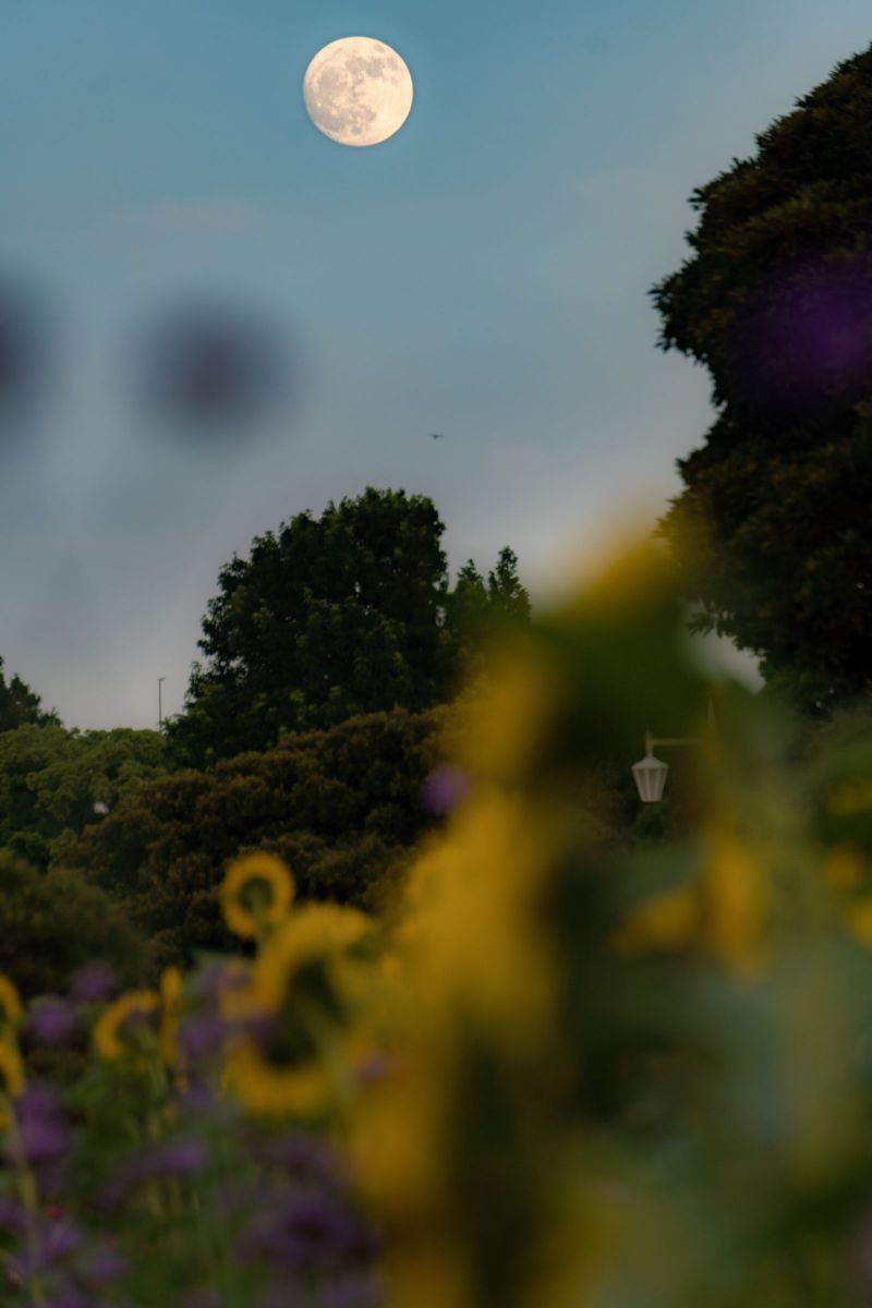 つきを見る | GANREF