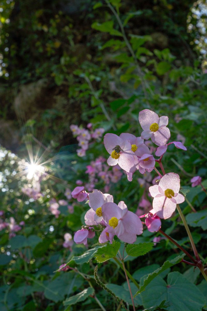 御神木の下に | GANREF