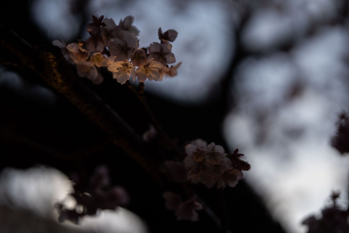 ふわり優しく | GANREF