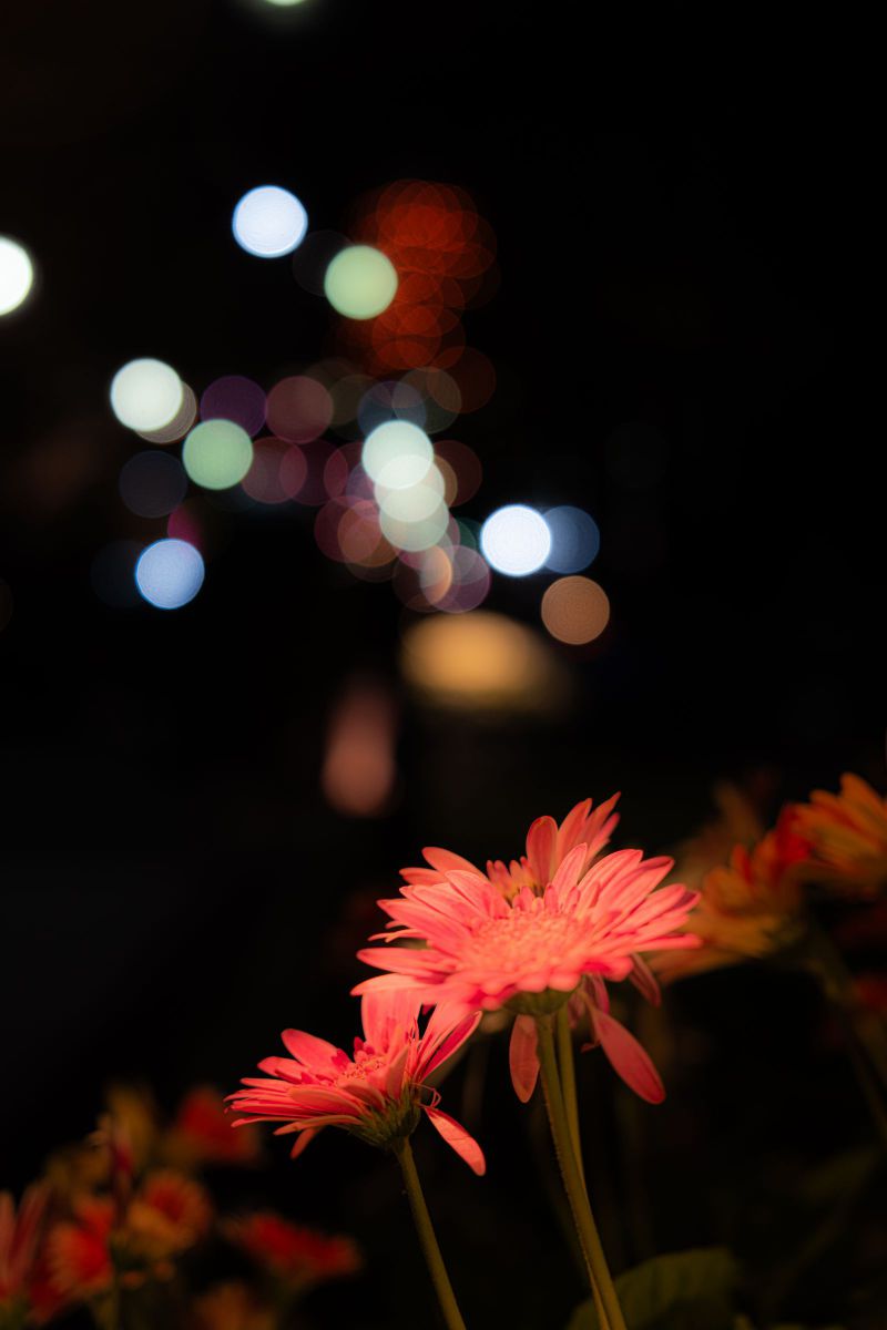 明かりを集めて | GANREF