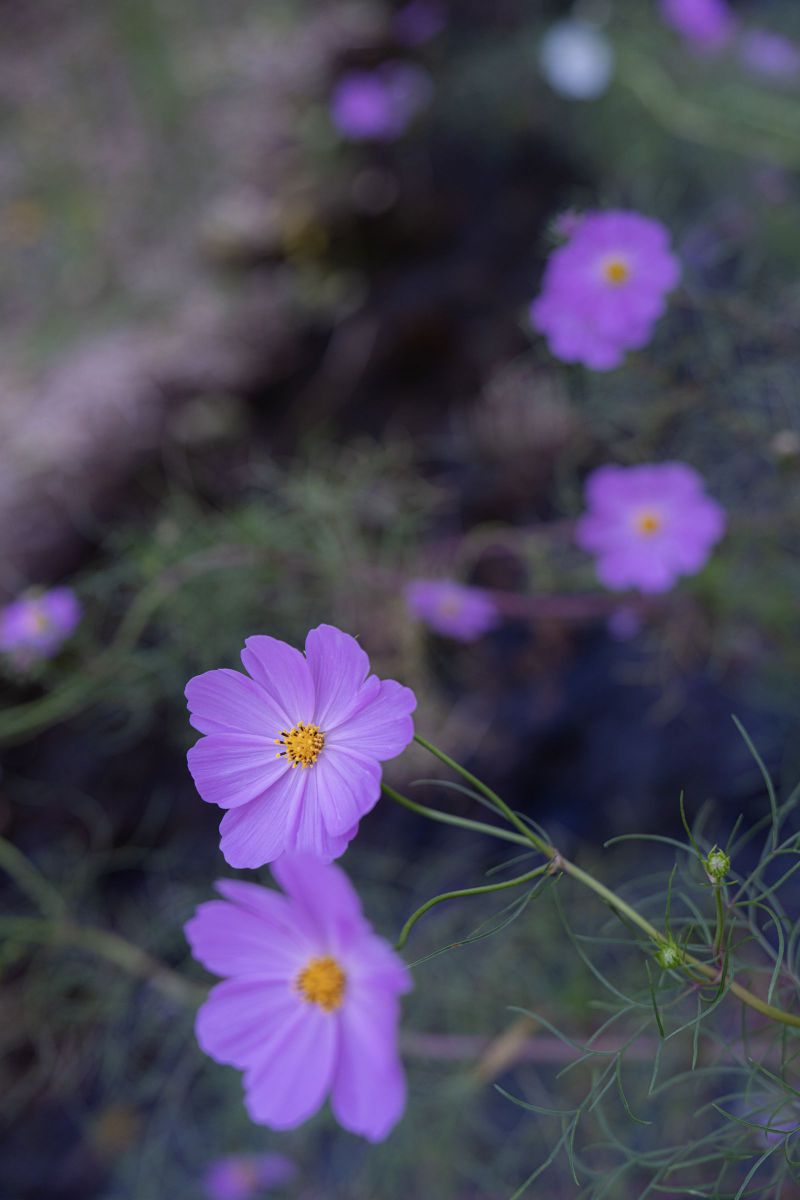 鮮やかな季節 | GANREF