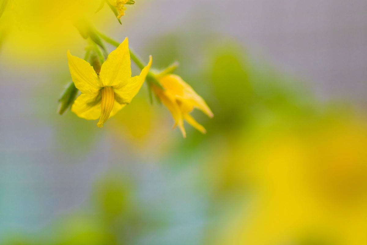 Yellow-1792 | GANREF