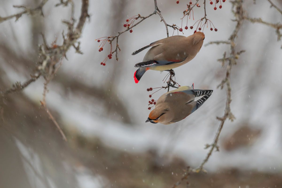 ヒレンジャク4115 | GANREF