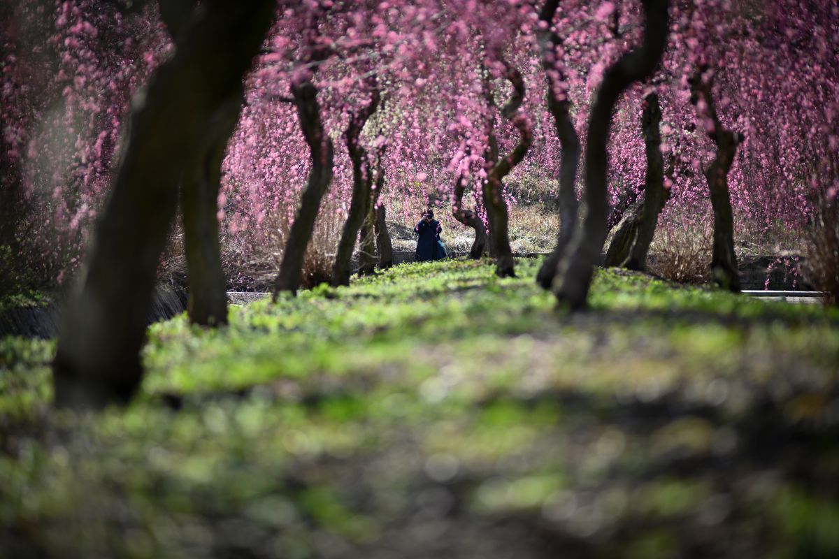 [ニコンZ 7]レビュー22「サードパーティーレンズはFTZ経由で使用できるのか？」 | GANREF