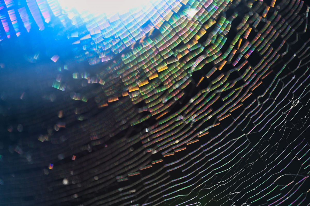 Colorful Web | GANREF