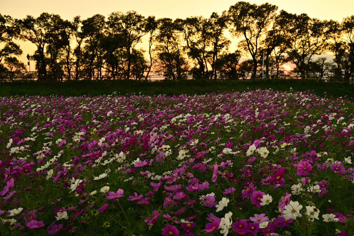 夕暮れコスモス | GANREF