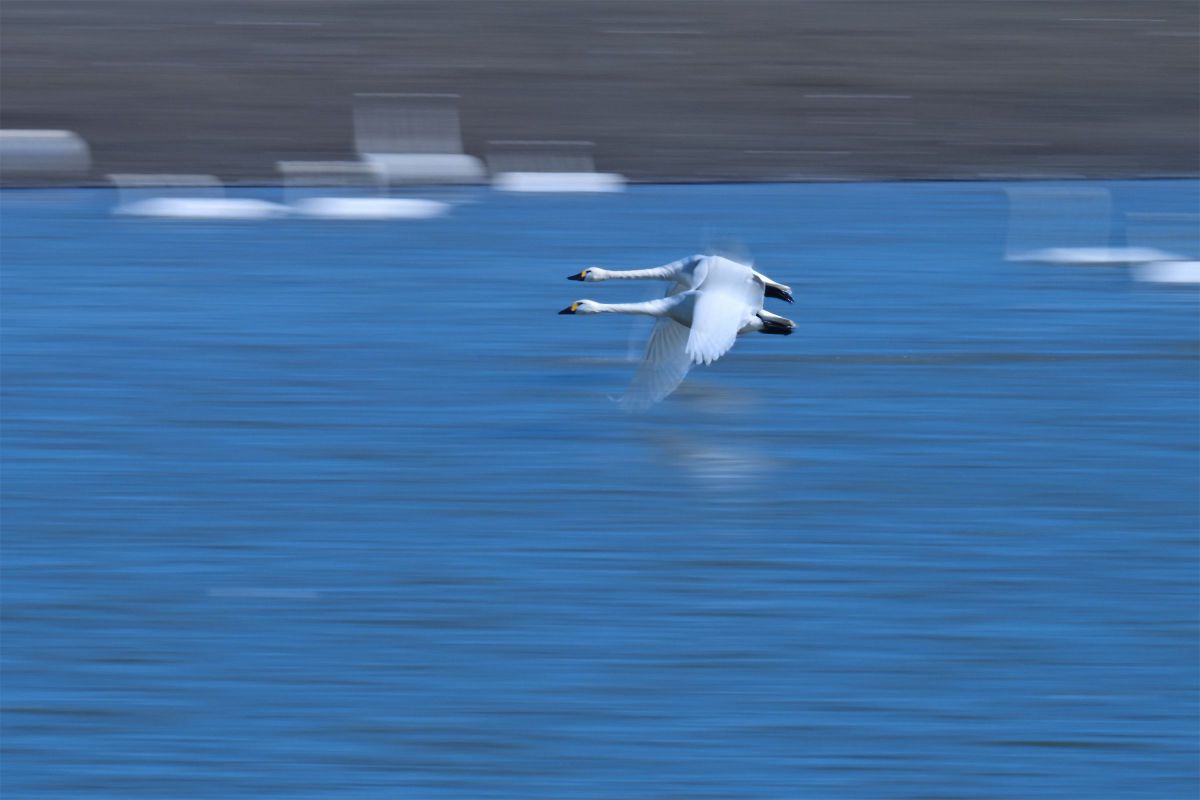 シンクロ | GANREF