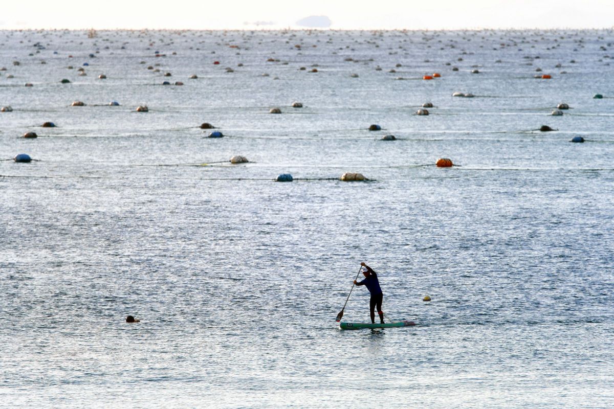 播磨灘のSUP | GANREF