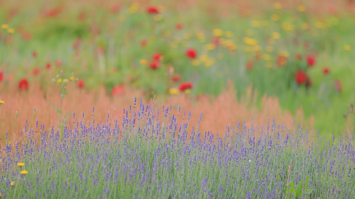 花や植物 その34 | GANREF