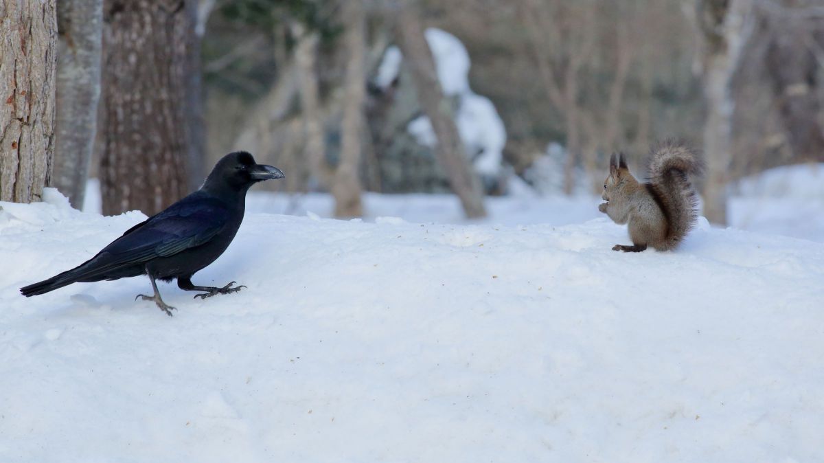 冬のリスちゃん 138 | GANREF