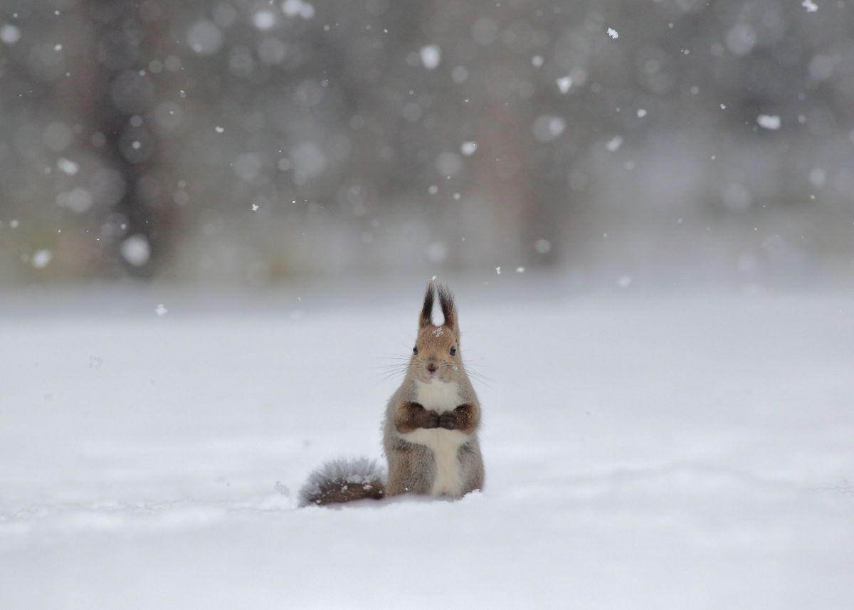 冬のリスちゃん 84 | GANREF