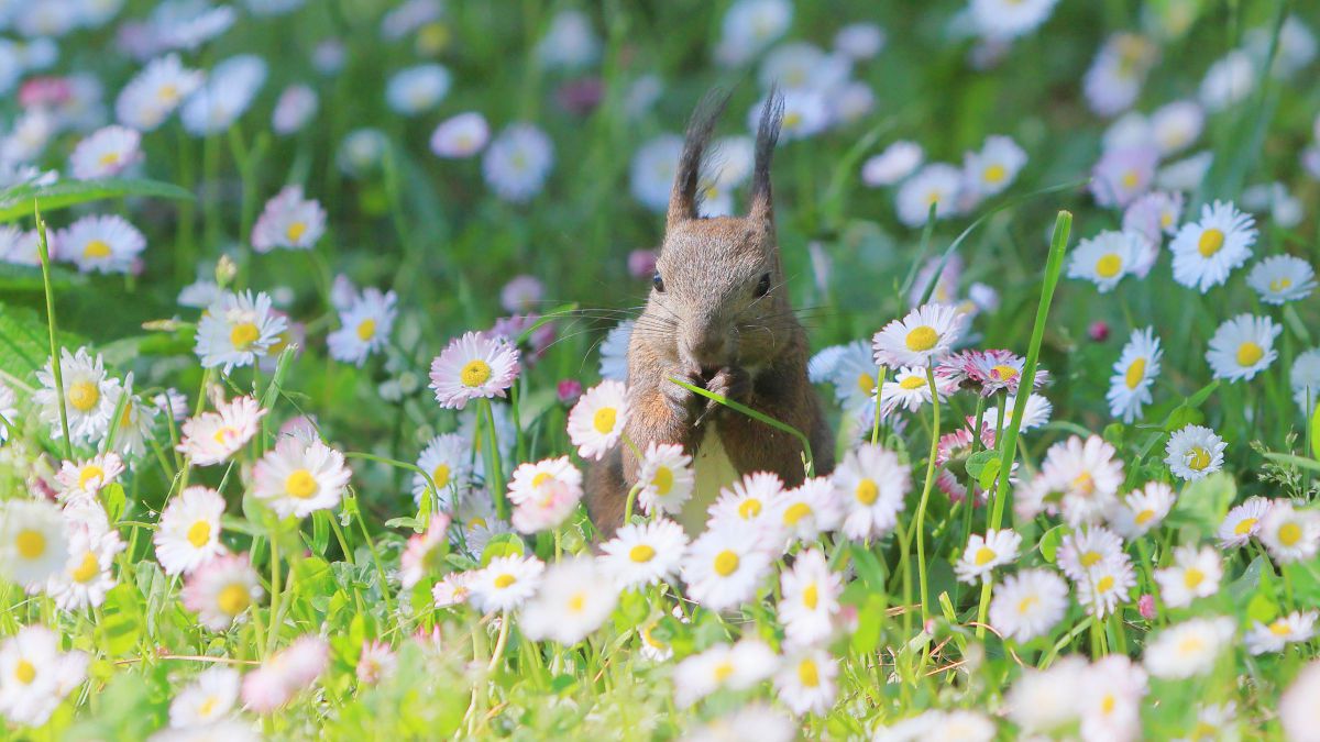 花とリスちゃん その36 | GANREF