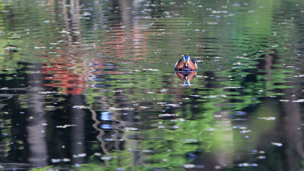 春の鳥さんたち 102 | GANREF