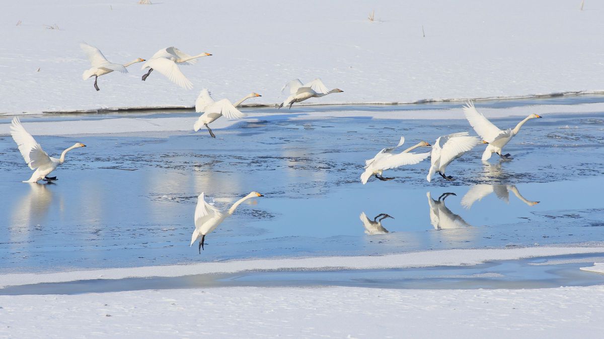 冬の鳥さんたち 152 | GANREF