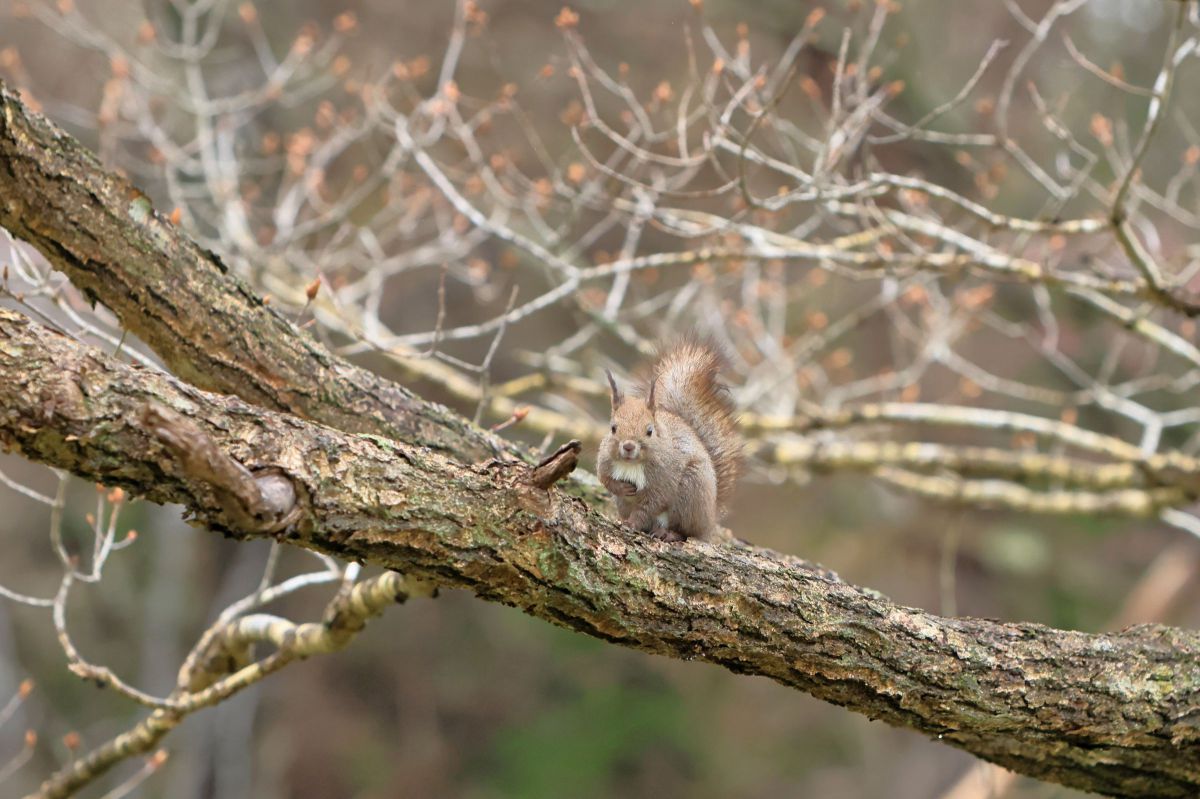 春のリスちゃん 102 | GANREF