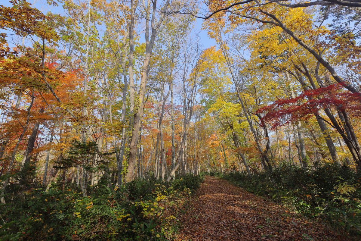 October My Photo ~ 紅葉 その15 | GANREF