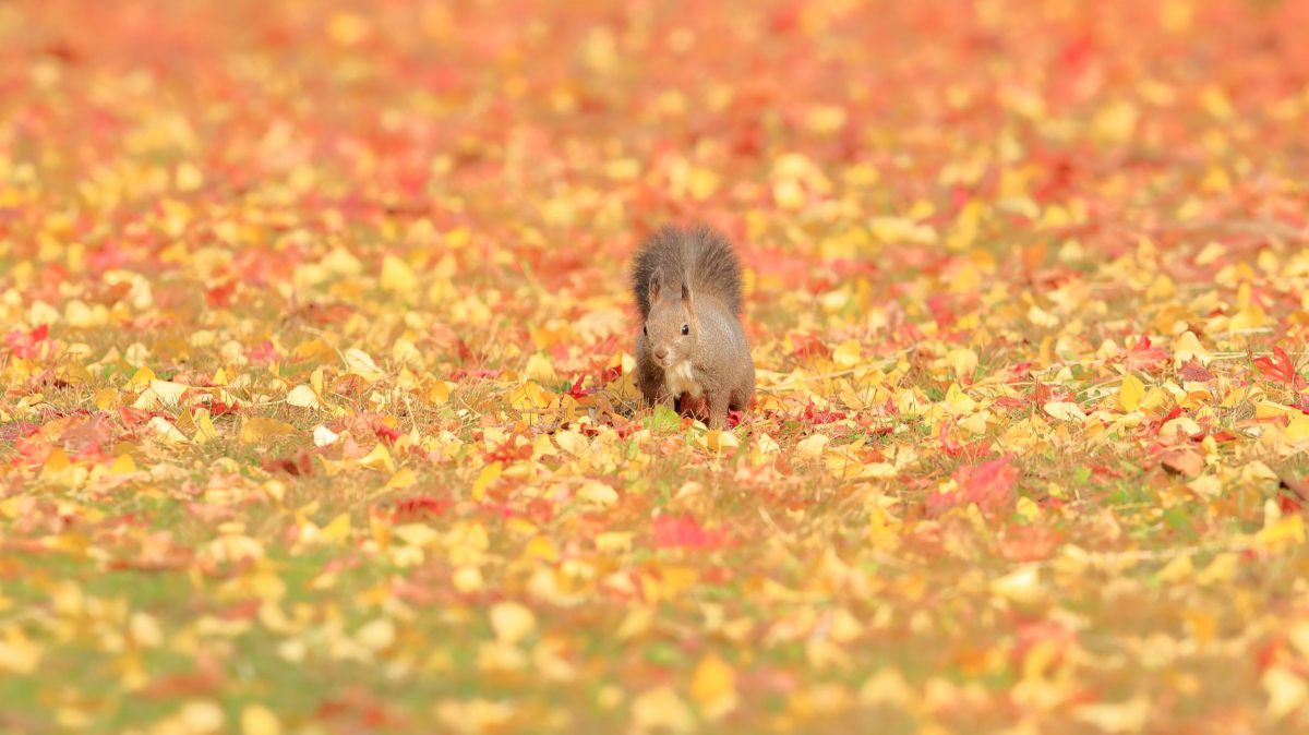 秋のリスちゃんたち その16 | GANREF