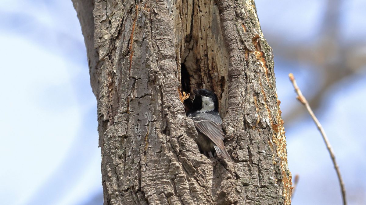 春の鳥さんたち 116 | GANREF