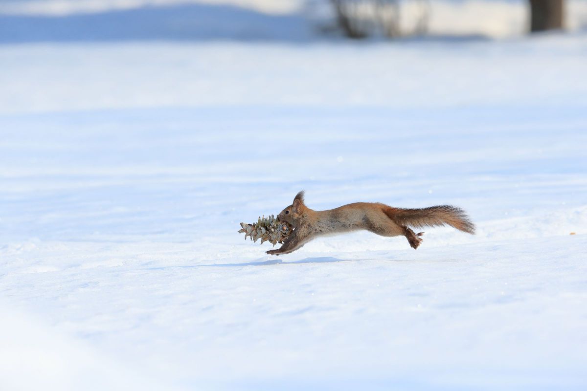 冬のリスちゃん 116 | GANREF