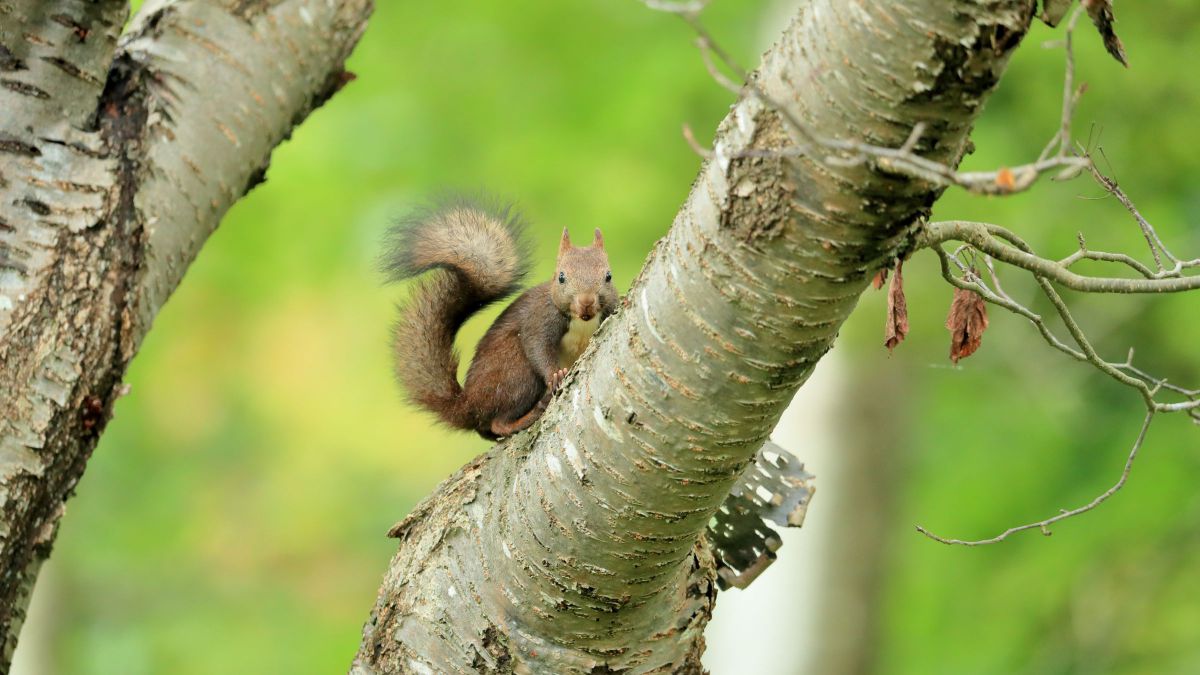 夏のリスちゃん 47 | GANREF