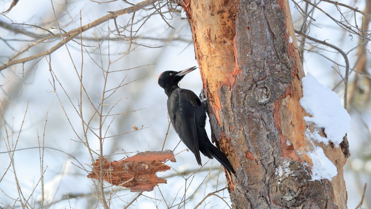 冬の鳥さんたち 161 | GANREF