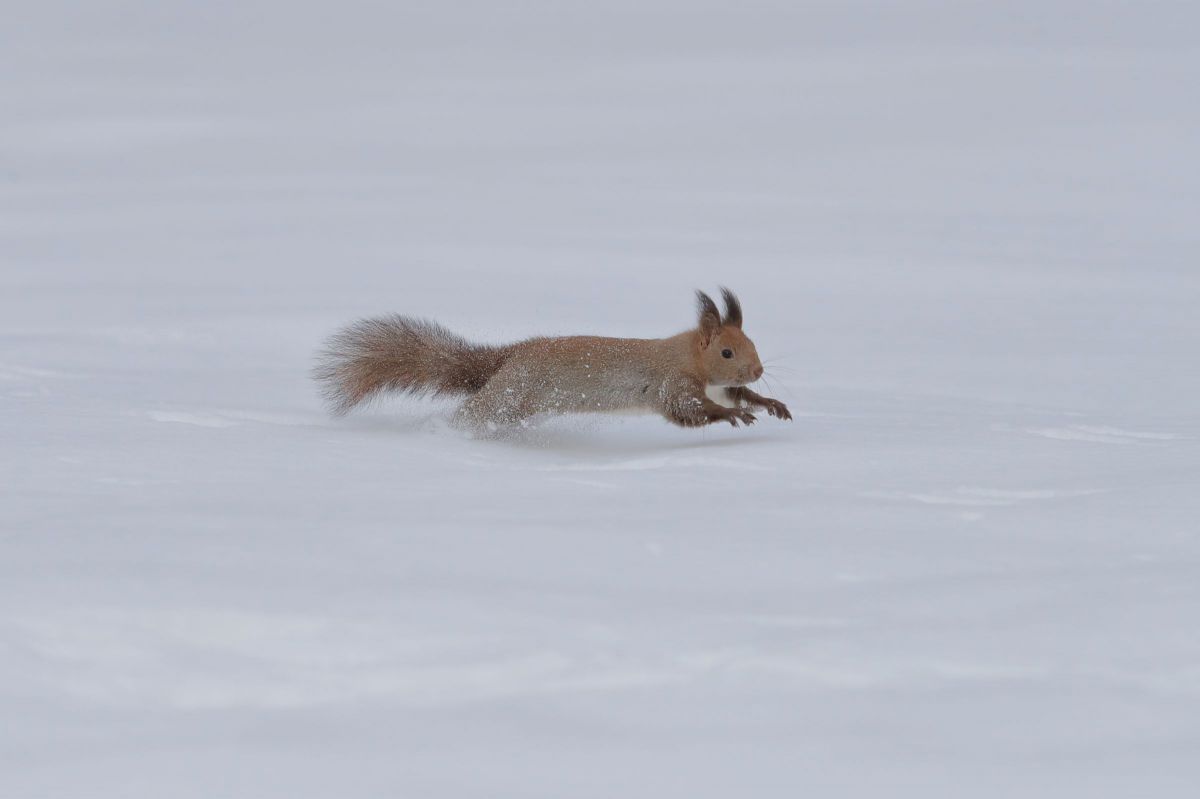 冬のリスちゃん 85 | GANREF