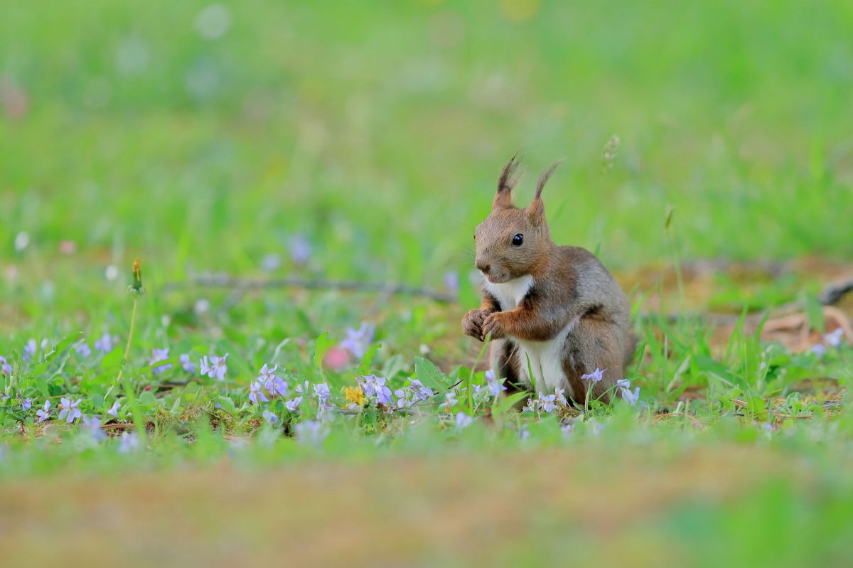 花とリスちゃん その21 | GANREF
