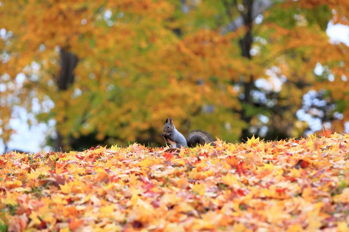 秋のリスちゃんたち その19 | GANREF