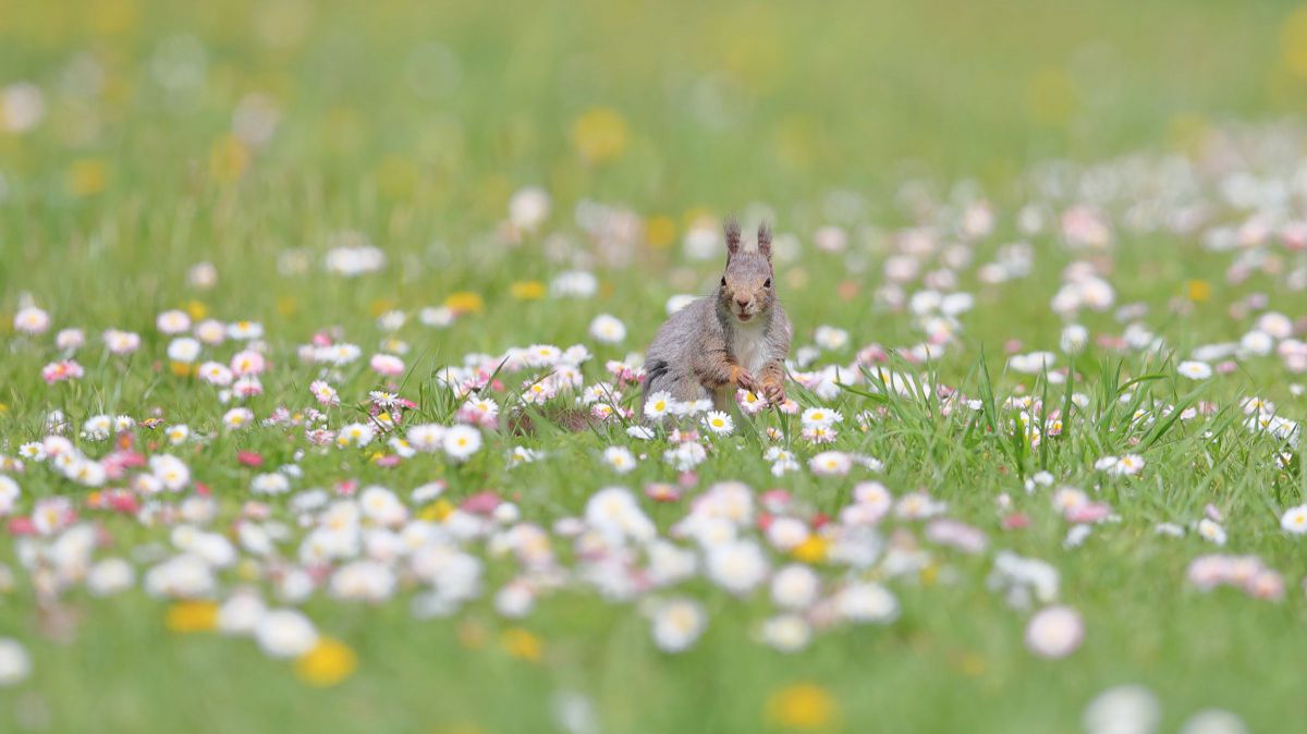 花とリスちゃん その34 | GANREF