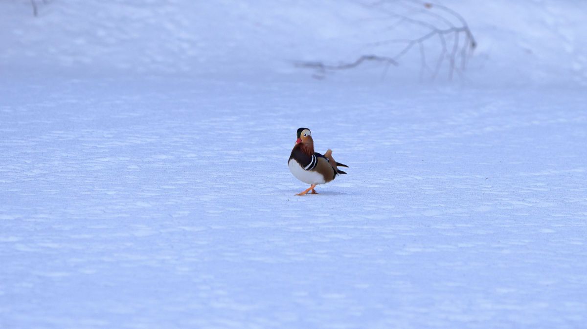 冬の鳥さんたち 159 | GANREF