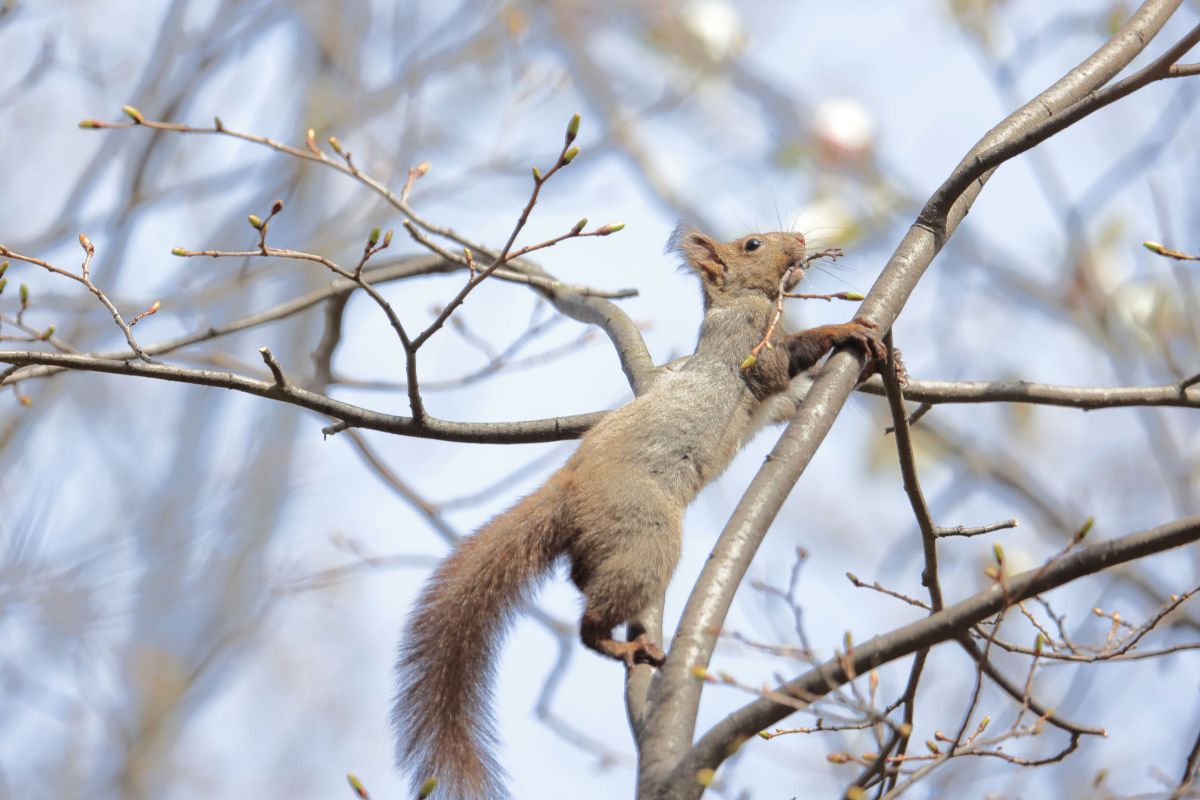 春のリスちゃん 92 | GANREF