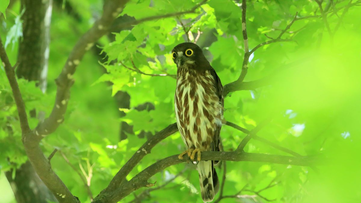 夏の鳥さんたち その14 | GANREF