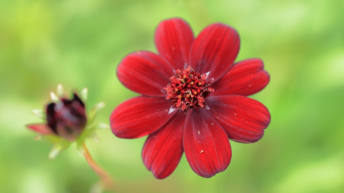 花や植物 その61 | GANREF