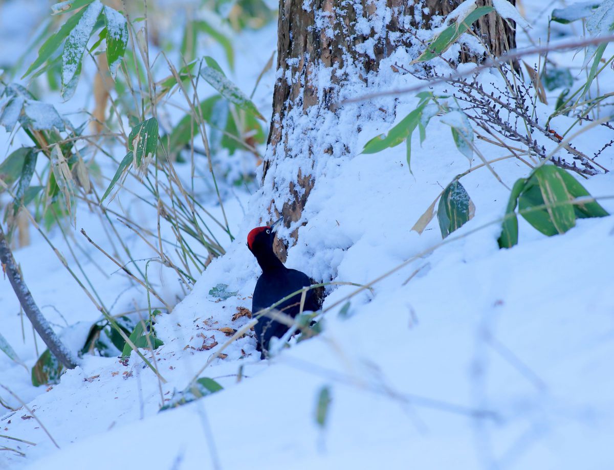 冬の鳥さんたち 171 | GANREF