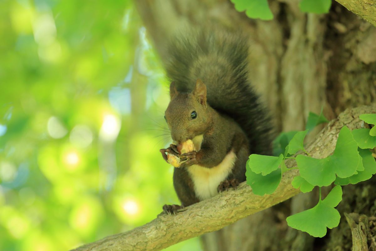 秋のリスちゃん その76 | GANREF