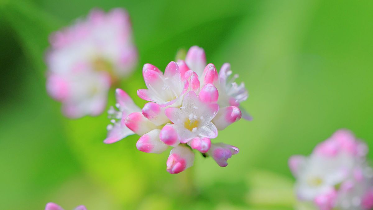 花や植物 その55 | GANREF